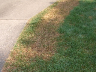 Repairing Your Lawn from Salt Damage | Westside Grounds