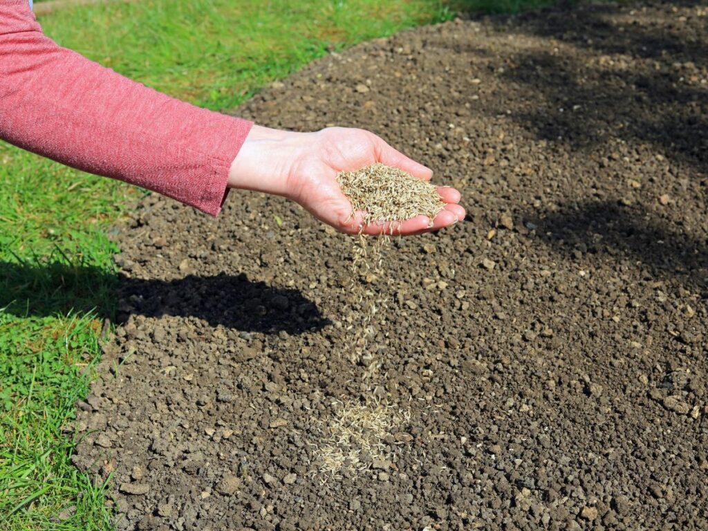 Colorado Grass Lawn Experts Guide | Westside Grounds